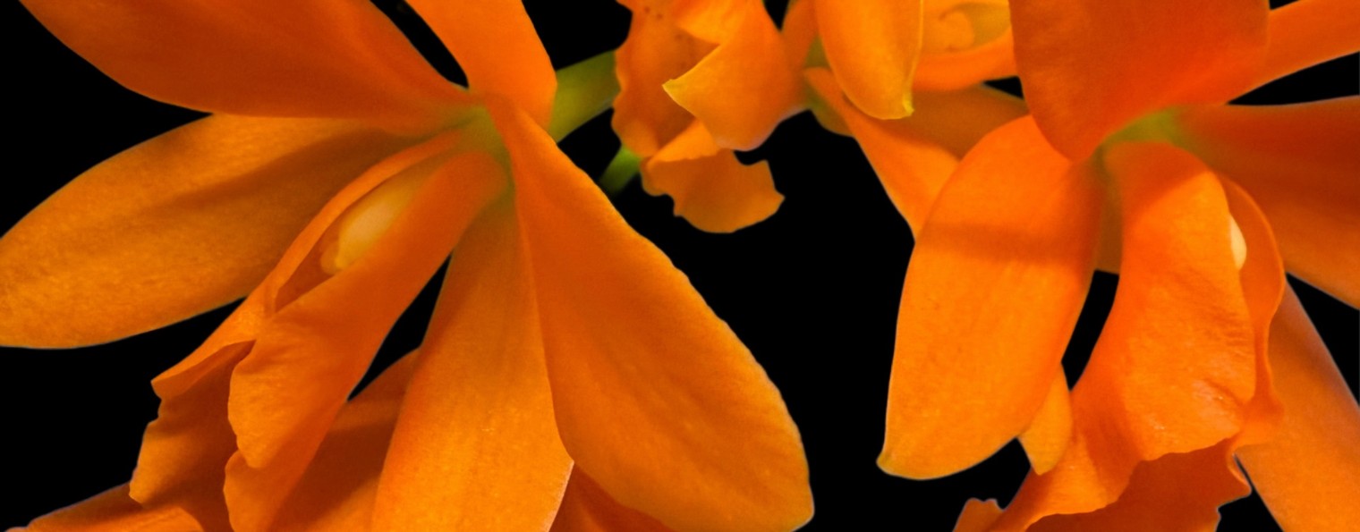 Жанна Капибарыня