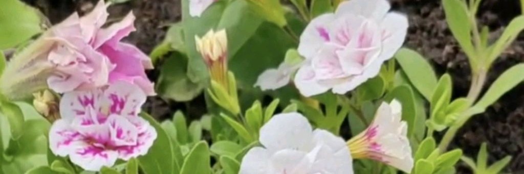 Деревенские грядки