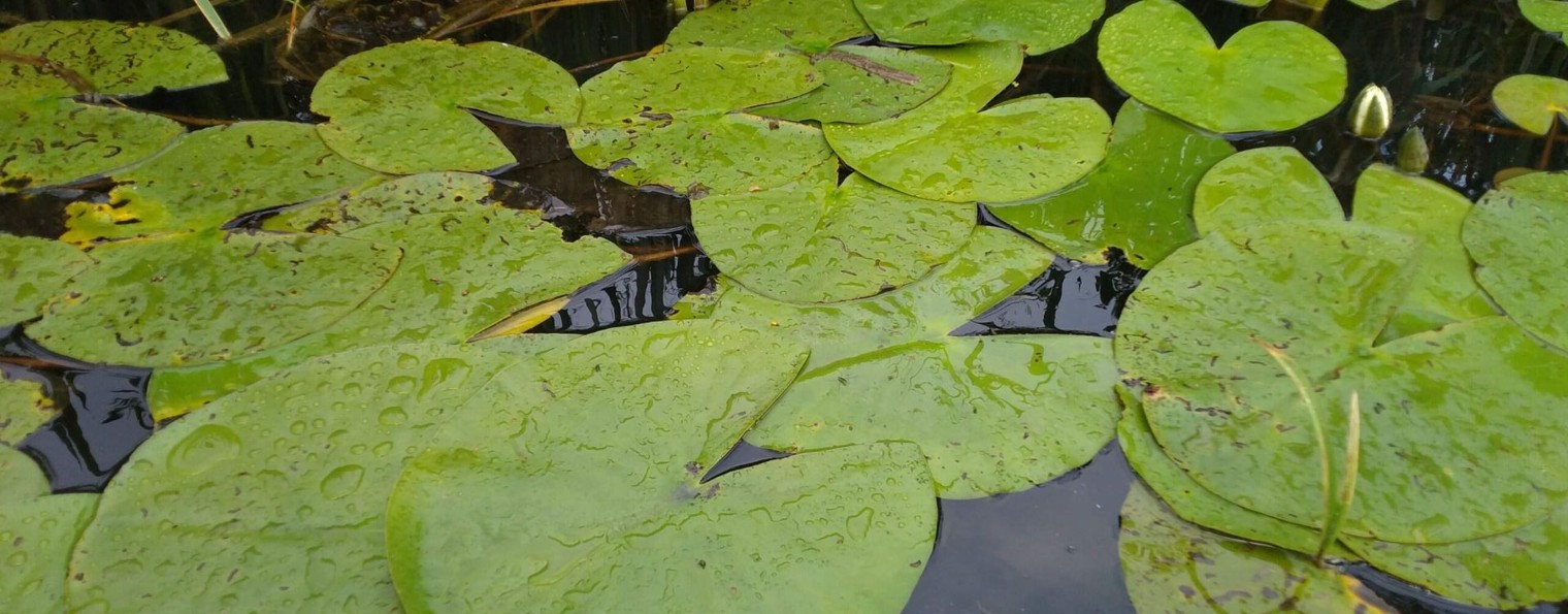 ПРОСТАЯ РЫБАЛКА