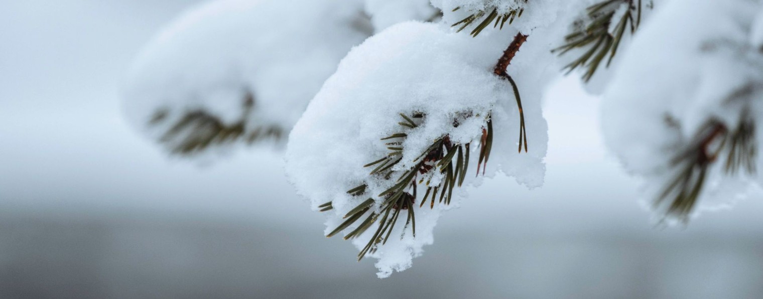 Журнал «Фома»