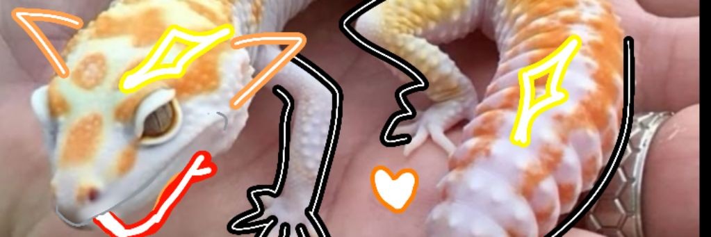 ★🦎Плащеносная ящерица🦎★