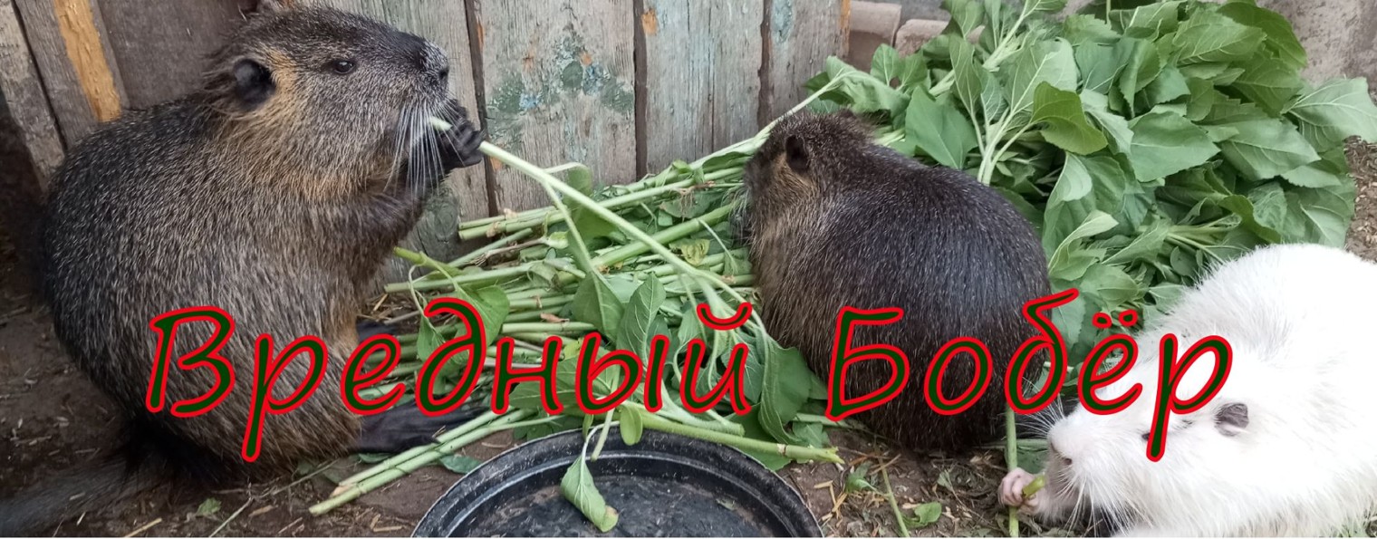 Вредный Бобёр