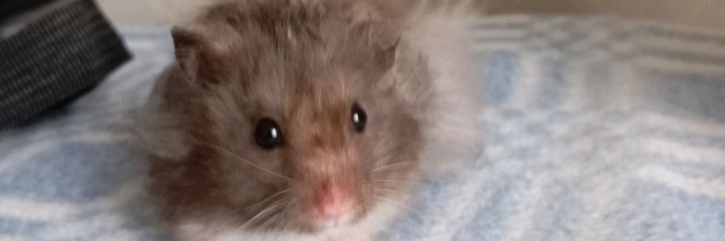 Хомяк Адольфик