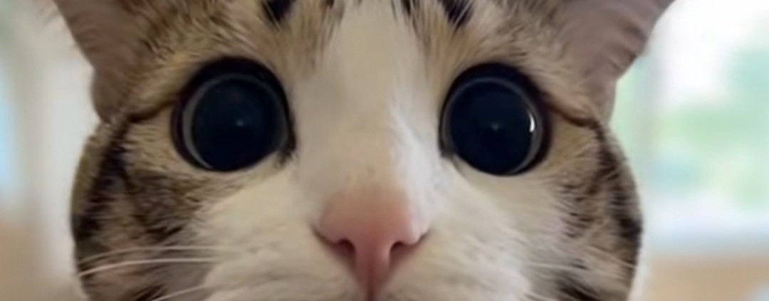 тик-ток теперь тут