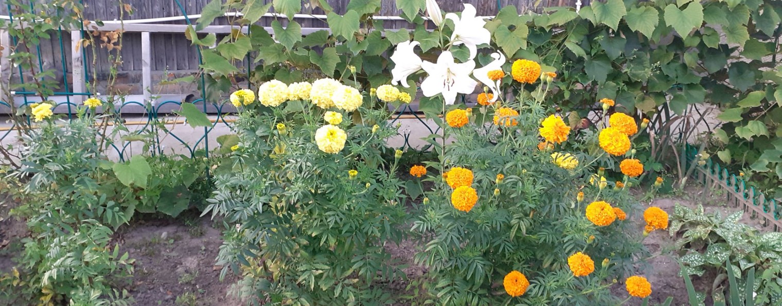 Танюшка и три кота