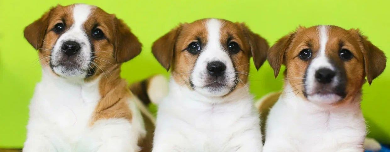 Питомник Джек Рассел Терьеров «СИЯЮЩИЙ БРИЛЛИАНТ»