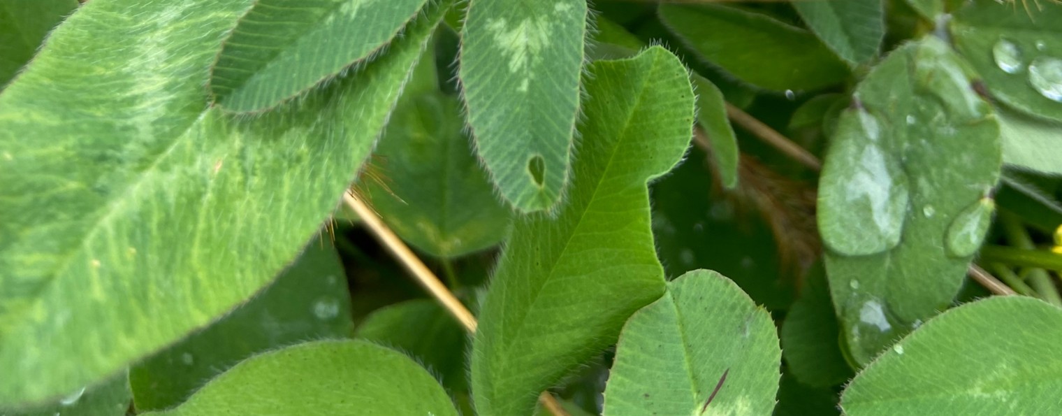 АЛЕКСАНДРА ЛЕОНОВА