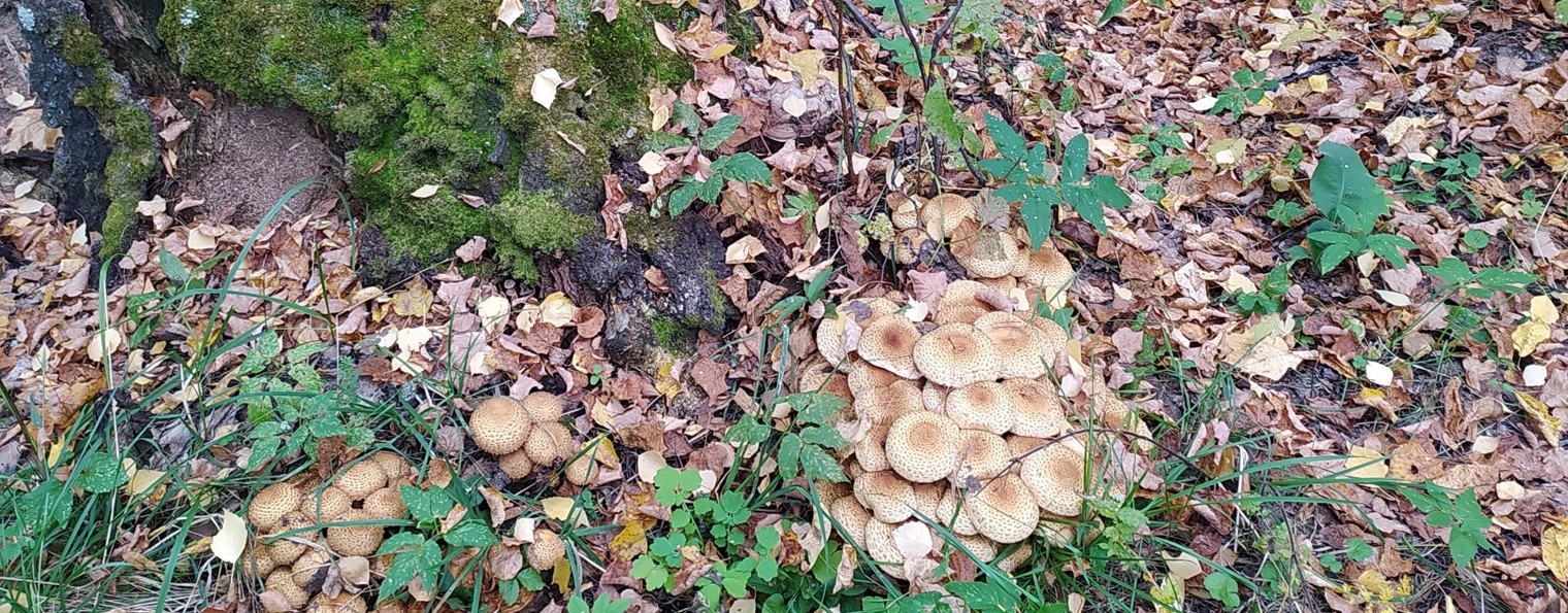 Юрий Бажанов