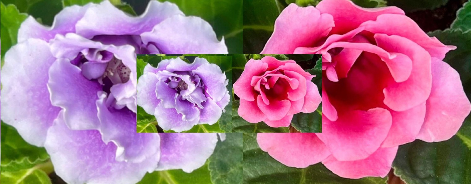 СадОгород НаБалконе