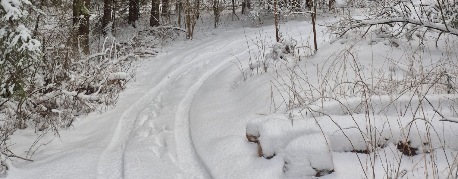 Золотая грива - прокат лошадей в Подмосковье