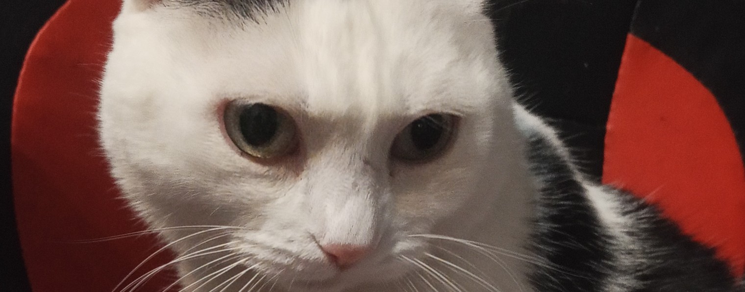 Кошка Люся И Другие Коты