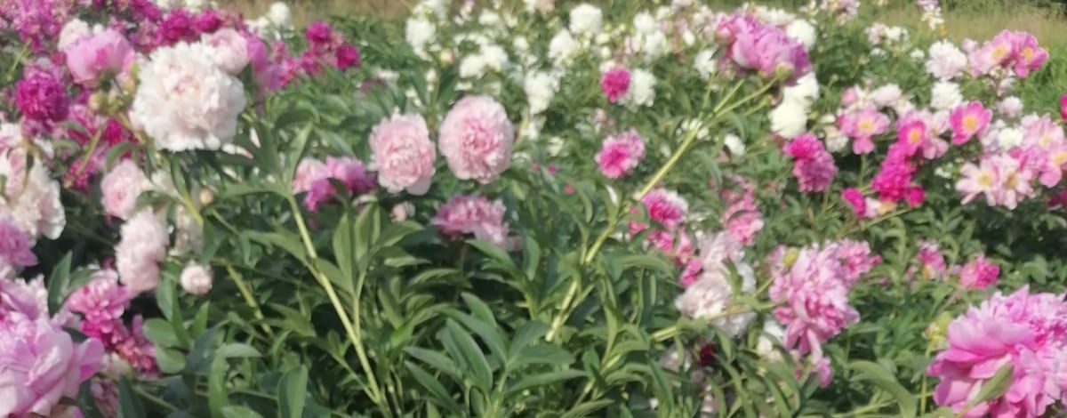 Яна Арсланова fullerenC60