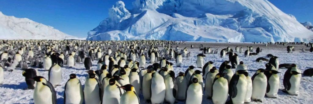 Полярный кок