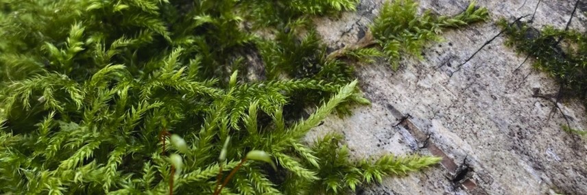 Подсвечу | Магия живых свечей