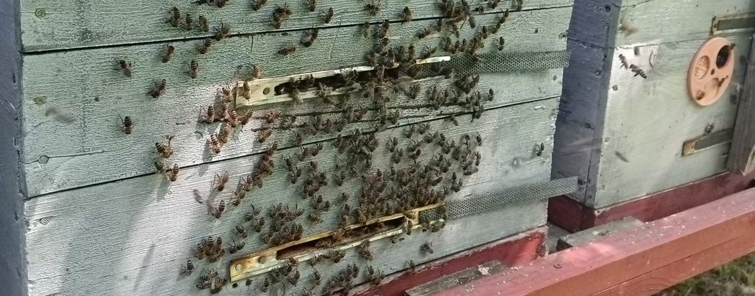 В гостях у пчеловода