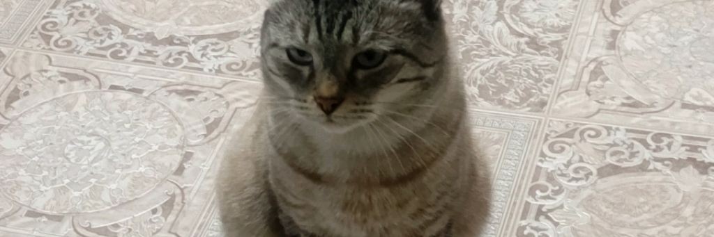 Артем 0317 Кролик