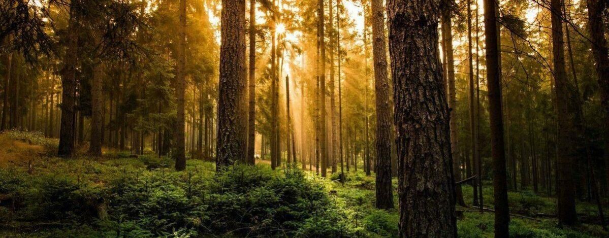 Юлия Валова • Пробуждение Сознания