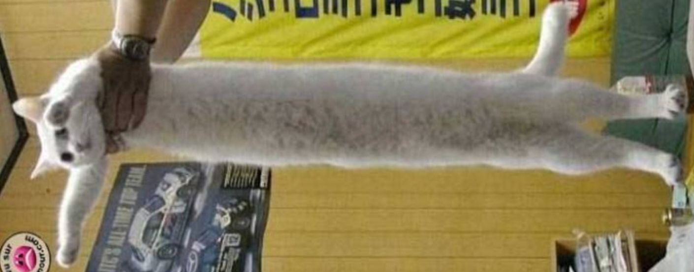 :-)сосисончик(-: