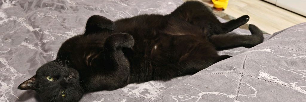 Веселая Семейка Life