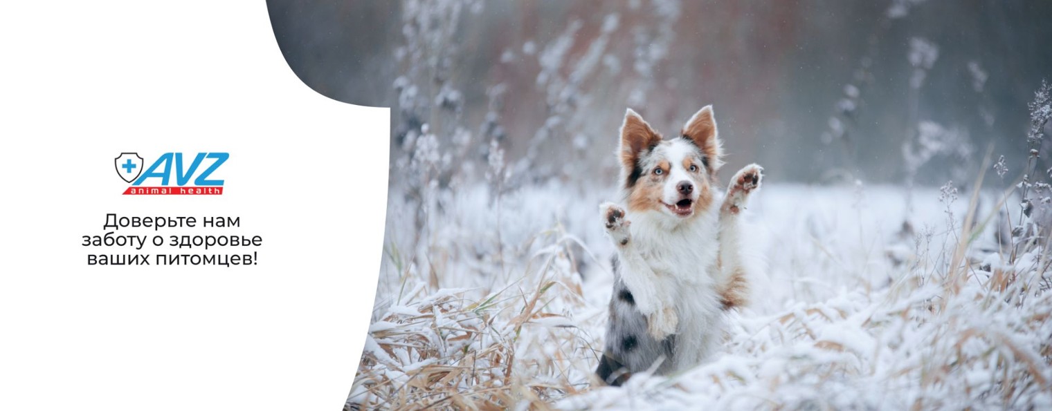 AVZ. Дайджест о здоровье животных