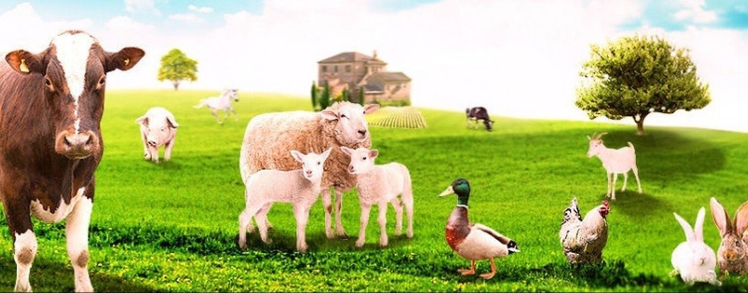 Дневник деревенской жизни.