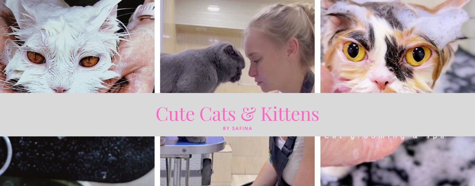 Милые кошки и котята