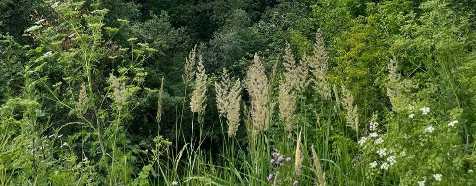 Клумбы, сады и дачи