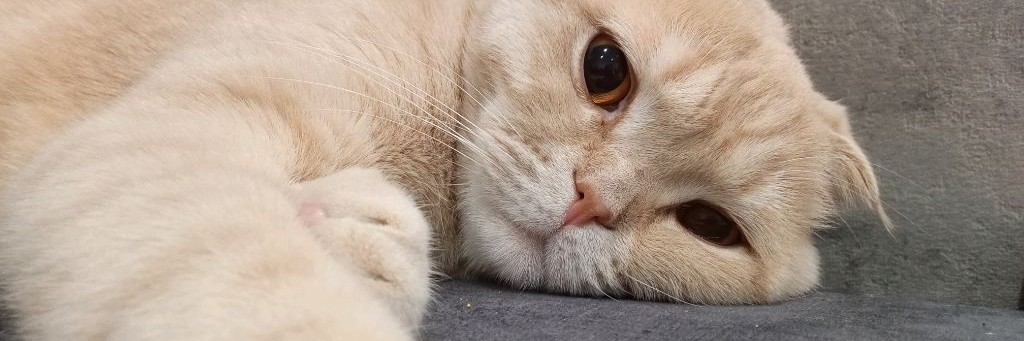 SIMBA vs Жители