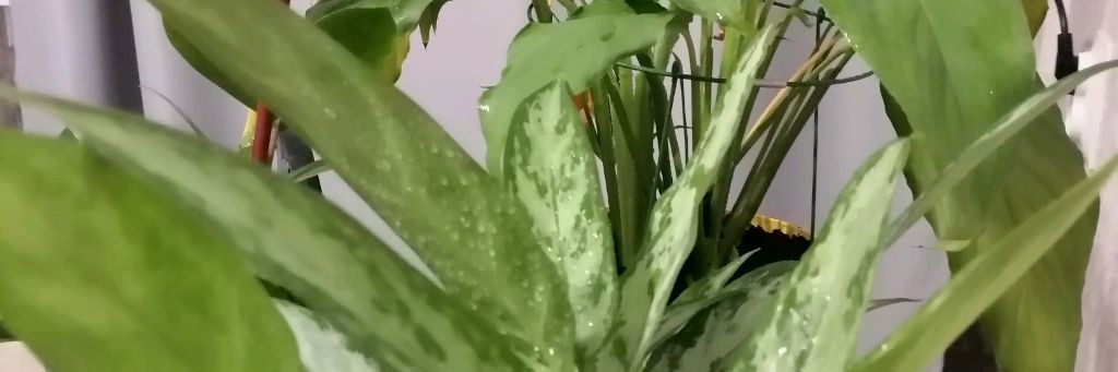 Жить Жизнь Просто