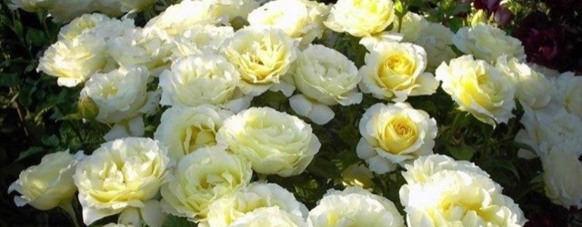 Деревенские будни Алёны и Димы