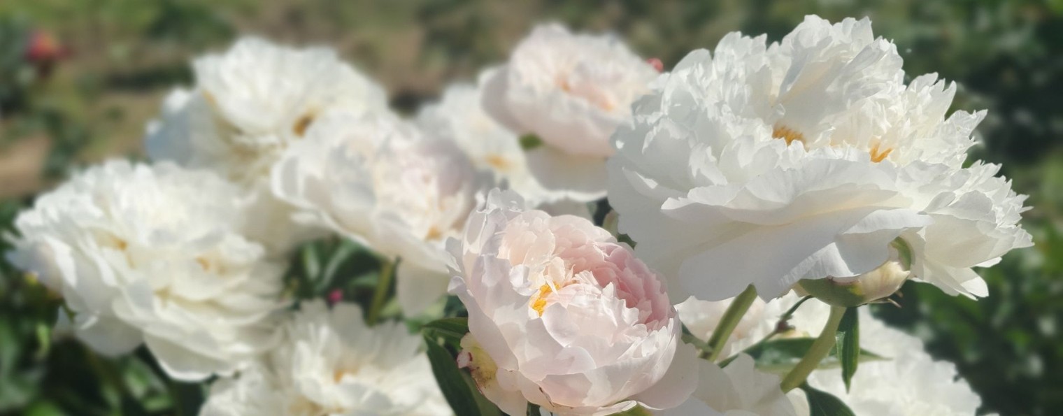 Крутицкая Алла "Пионы.рус"