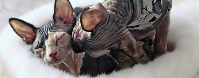 𝔹𝕦𝕟𝕟𝕪 𝔽𝕦𝕟𝕟𝕪 😸 𝕒𝕟𝕕 ℤ𝕖𝕦𝕤 🐈