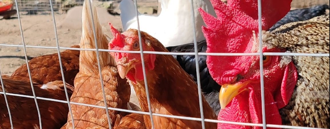 ЁЖКИНО ХОЗЯЙСТВО.