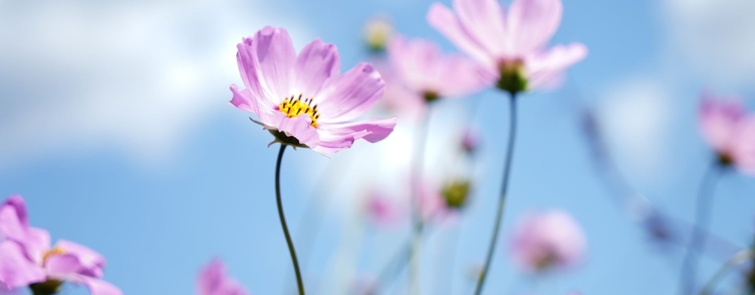 Чертова Ольга