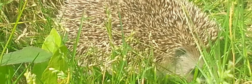 Коты Воители