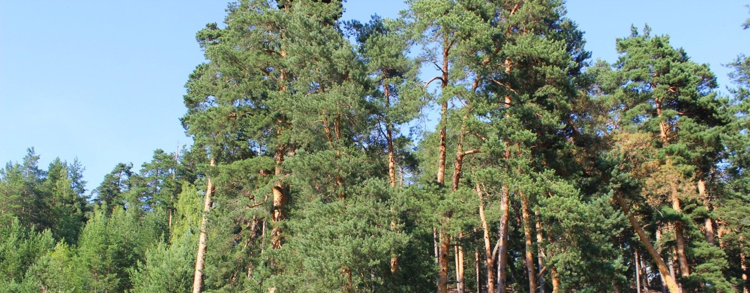 Мужские игры