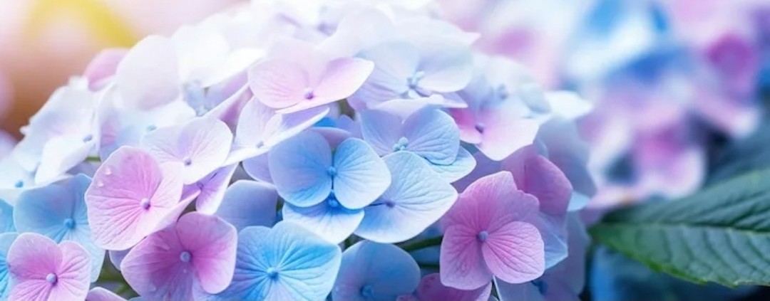 Дом и Сад с Любовью