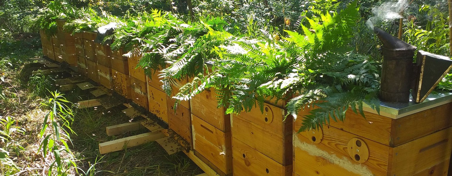 Семейная пасека Гафаровых