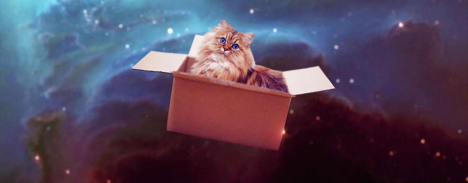 Котик