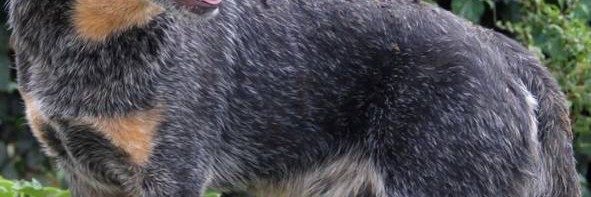 Какой он Хилер?