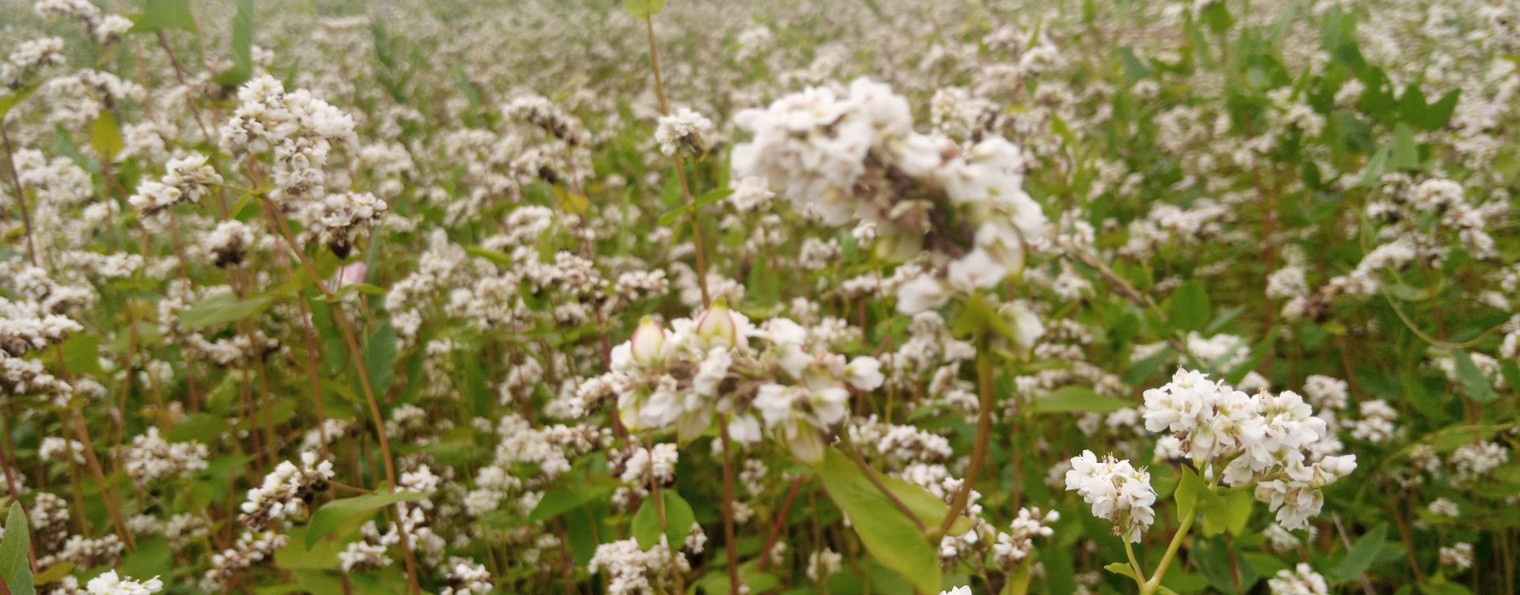 Омское любительское пчеловодство