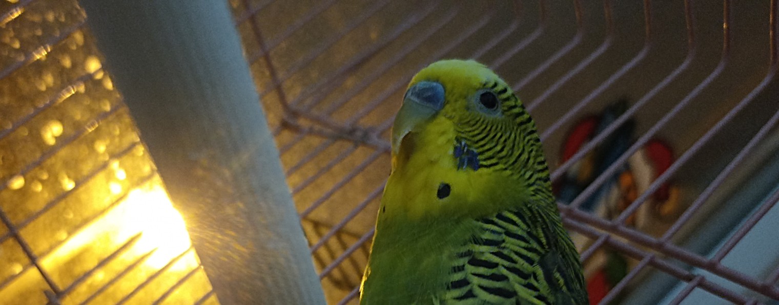 Попугайчик