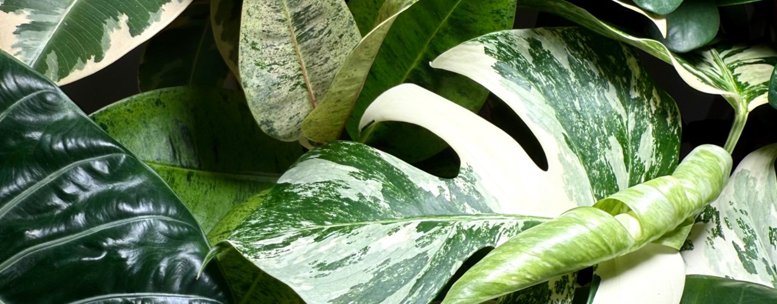 Plants and coffee  💚