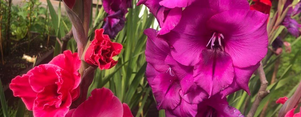 Лягушкин дом