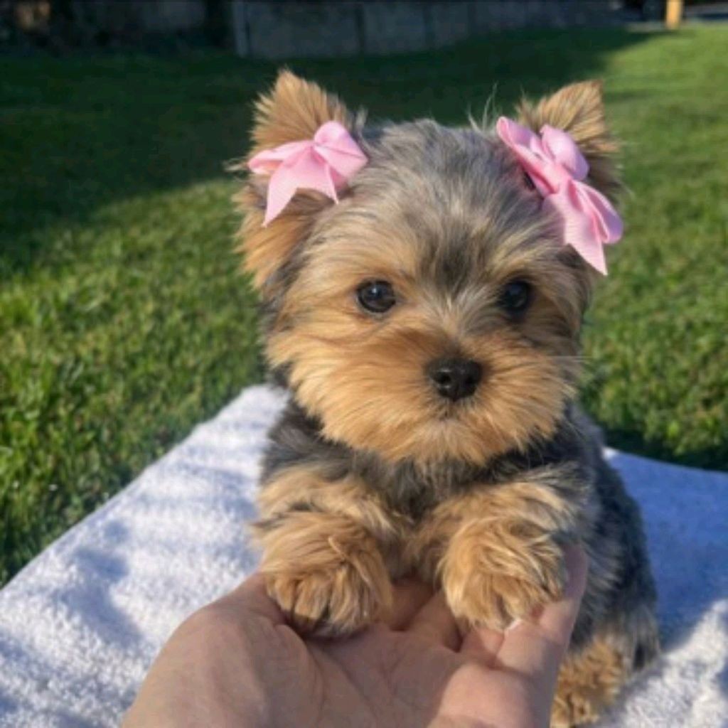 Полина Лайф