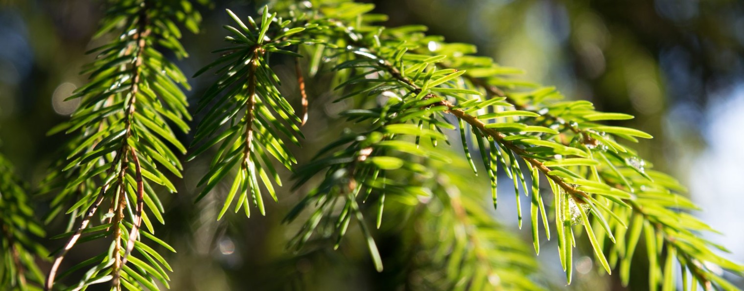 Серафимо-Вырицкий монастырь (строящийся)