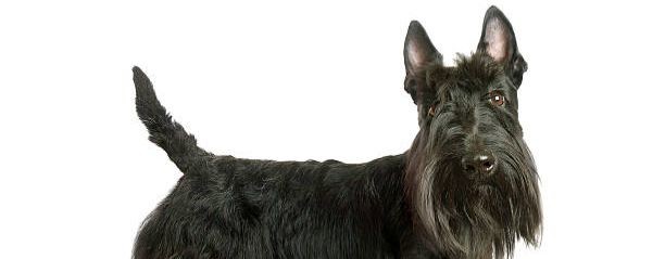 БЕШЕННЫЙ ПРОФЕССОР