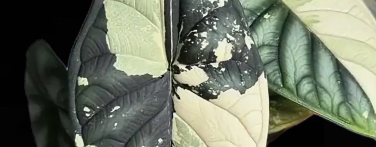 Джунгли с нуля