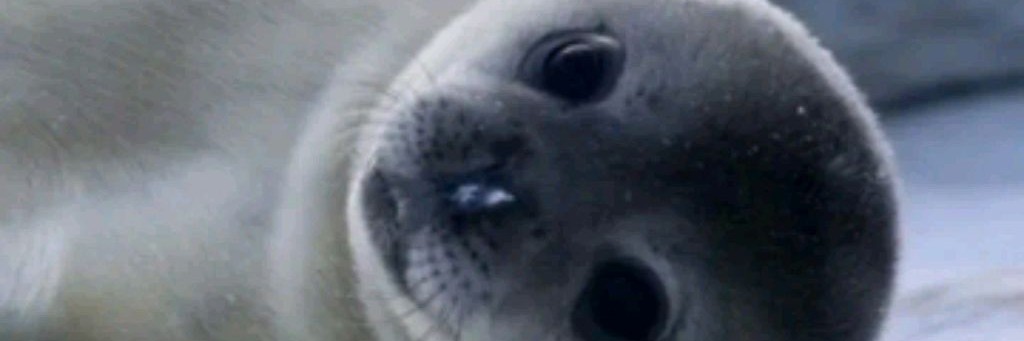 Polina Амира 🦭