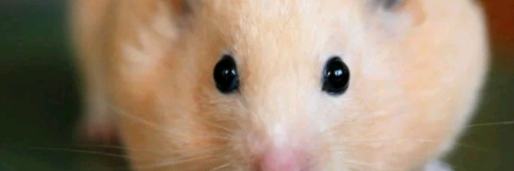 Супер химми